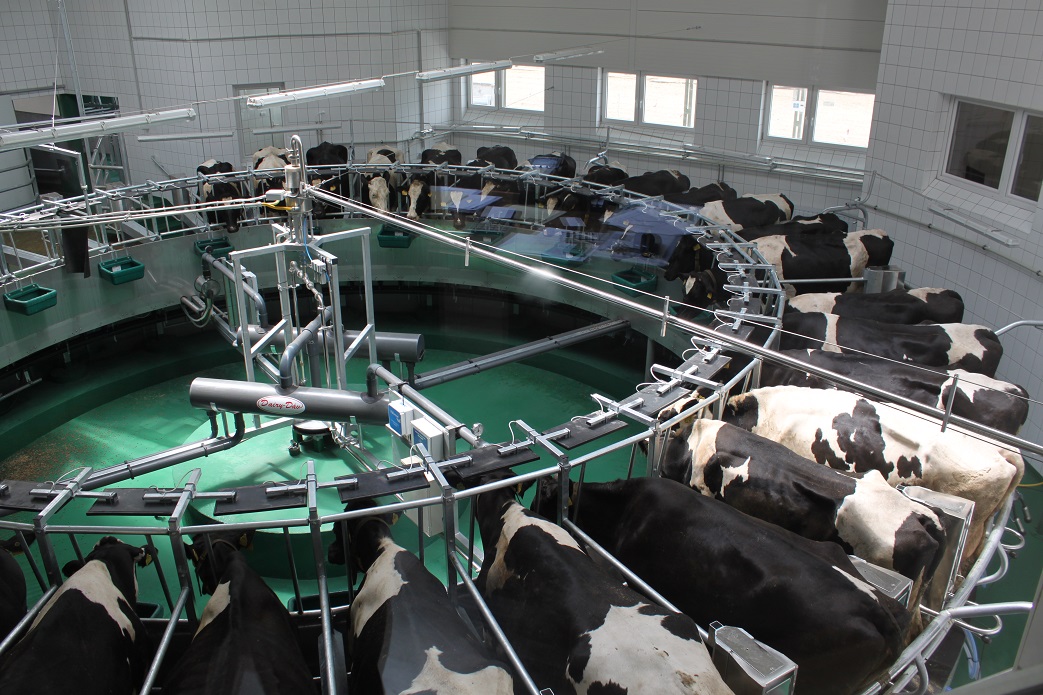 Fullwood Rotary Abreast fejőház - Dairy-Dáv